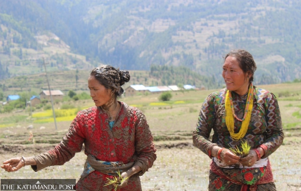 Nepal’s famed Marsi rice sees new planting season in Chhumchaur - Asia ...