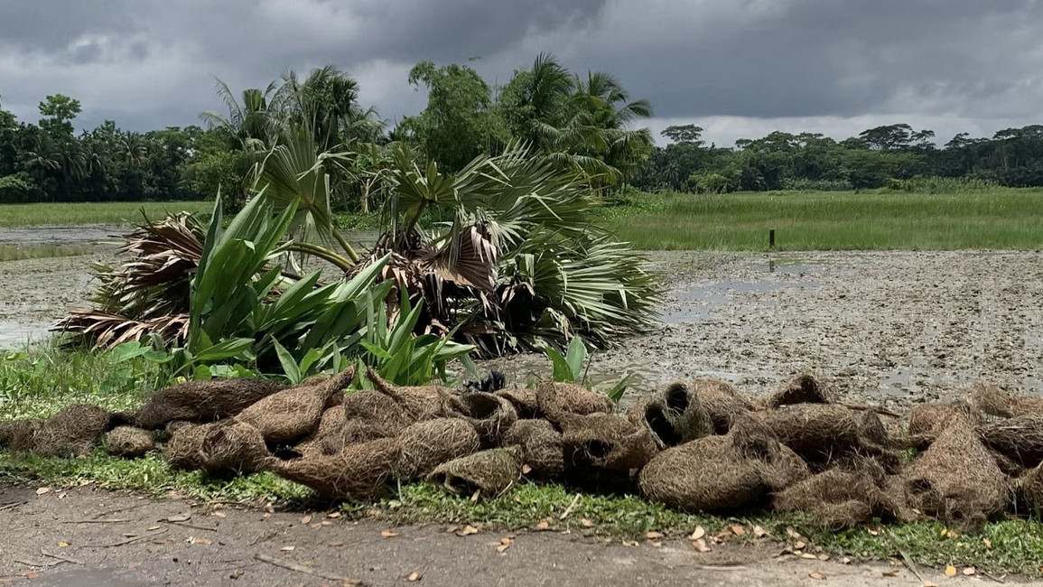Man held over felling palm tree with over 100 endangered bird nests in ...