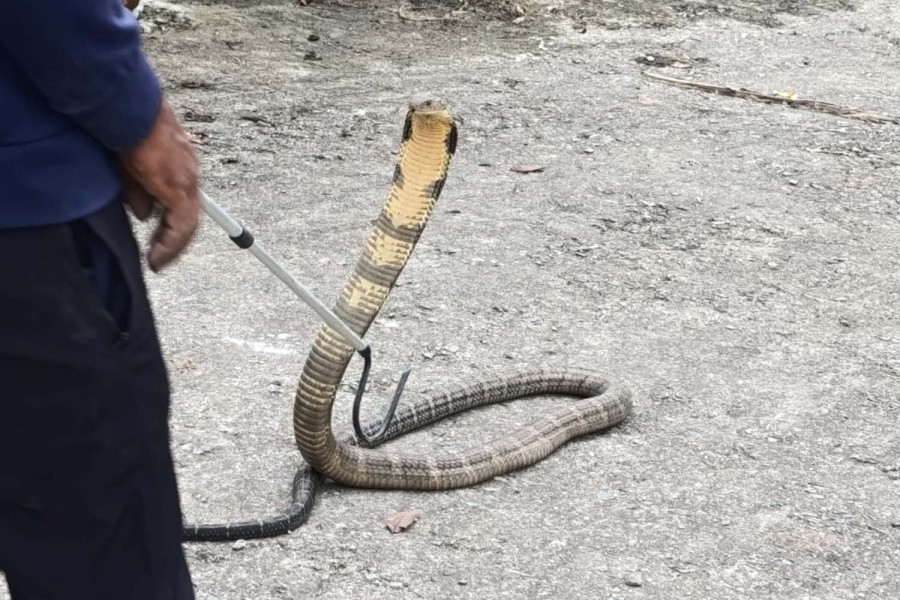 As temperatures in Nepal rise, highly venomous snakes start adapting to ...