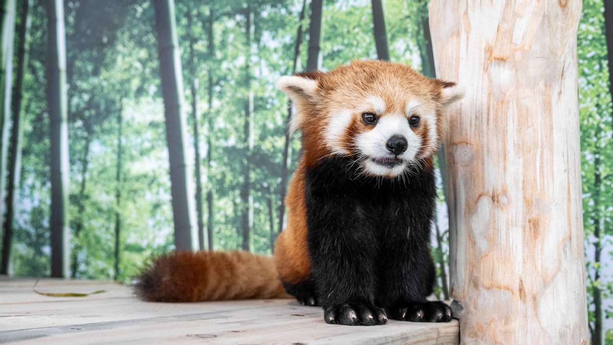 Nature park debuts immersive red panda experience in China’s Harbin ...