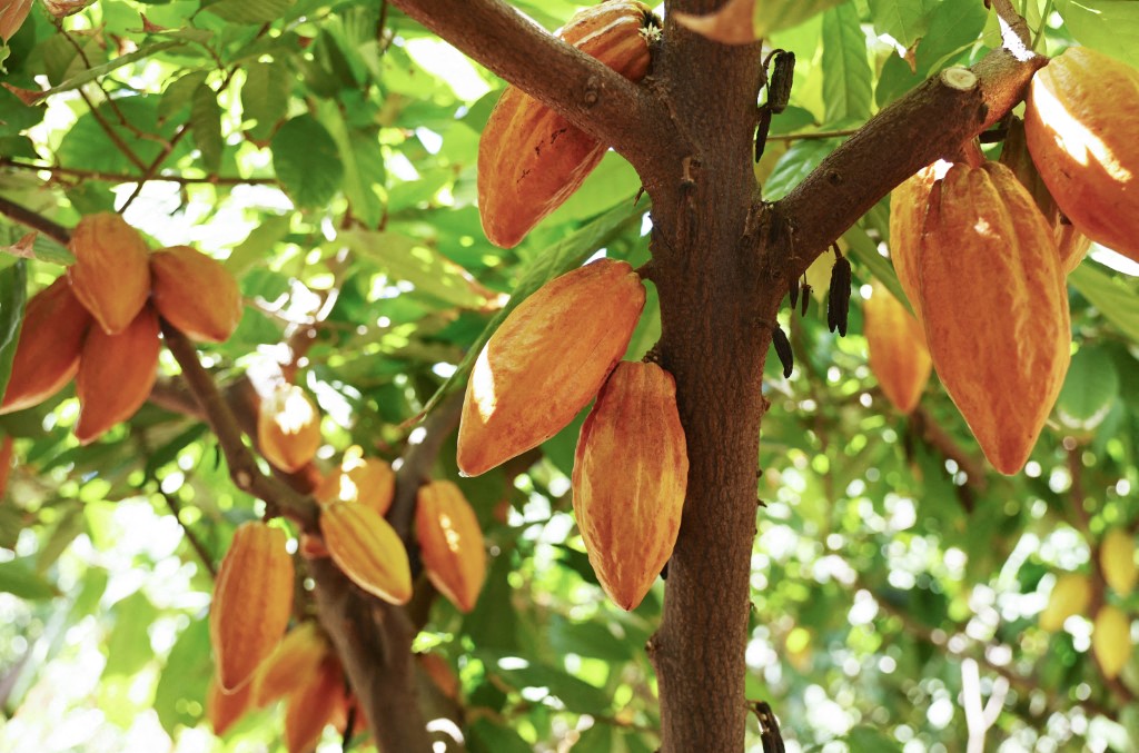 Indonesia’s cacao farms need rejuvenating as prices remain high – Asia ...