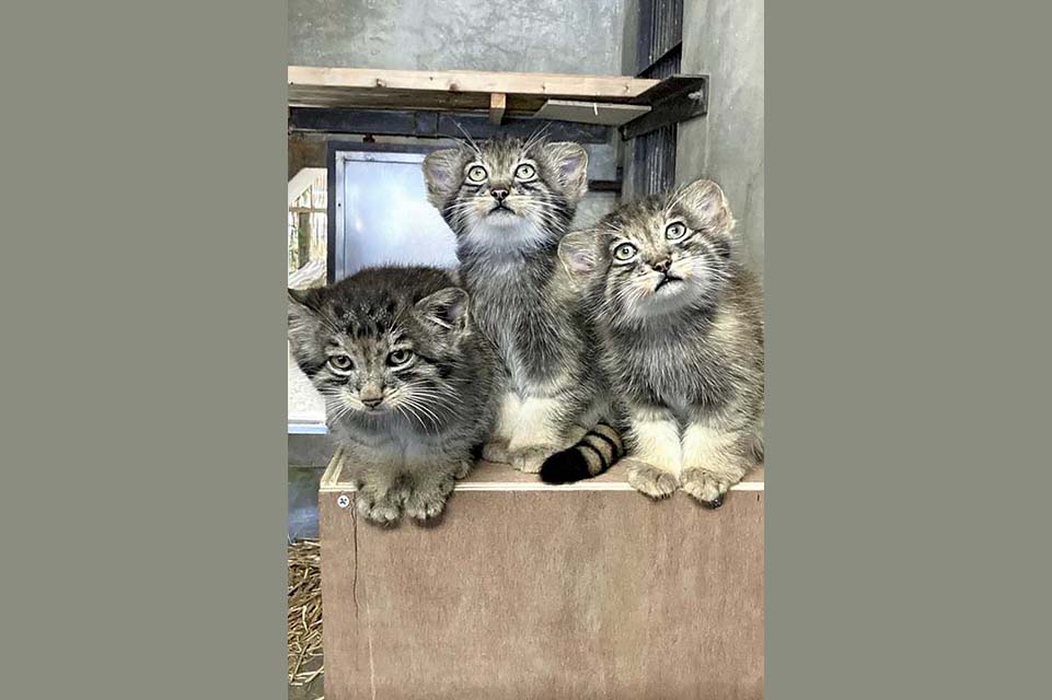 Baby Pallas’ cats unveiled at Japan’s Nagoya Zoo; 3 feline babies born ...