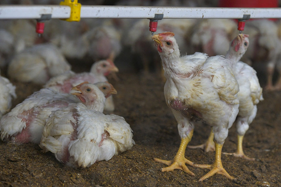 Nepal’s poultry sector faces challenges reminiscent of post-Covid era ...