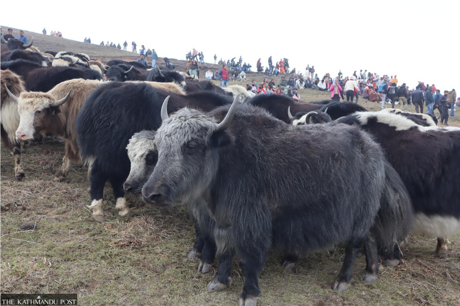 High-altitude chauri festival in Nepal draws crowds despite harsh ...