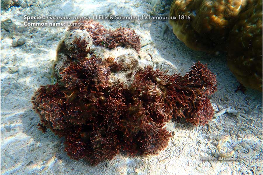 West Philippine Sea biodiversity takes centrestage in new online ...