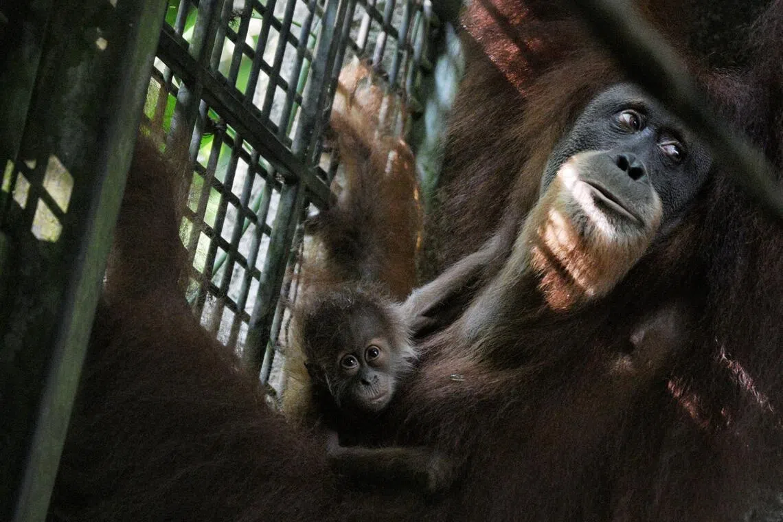 Baby orangutan Ayaan, Ah Meng’s great-grandson, born after artificial ...