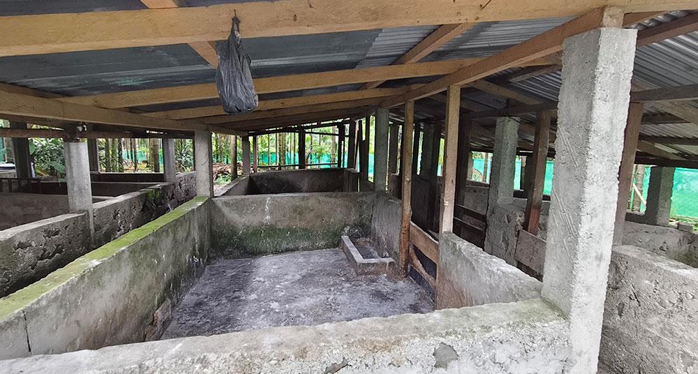 ASF outbreak wipes out pig farms in Bhutan, exposes insurance gap ...