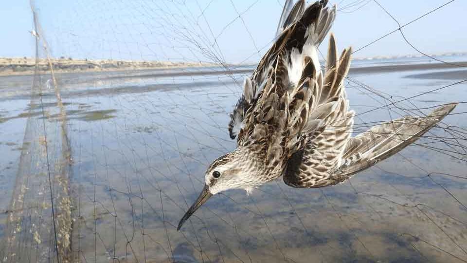 Fewer migratory birds stop in Singapore as thousands get killed in nets ...