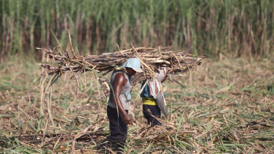 Indonesia needs to quadruple sugar output by 2030 for self-sufficiency, ethanol - Asia News ...