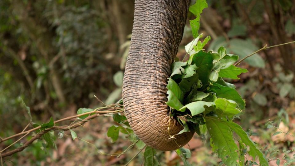 Elephant dung yields surprising data in Wild Earth Allies-Cambodian ...