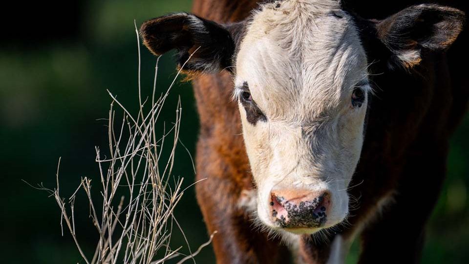 Beef and barriers: The Korea Herald - Asia News NetworkAsia News Network