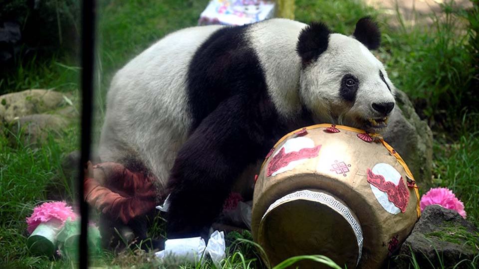 Giant pandas witnesses to friendship between peoples - Asia News ...