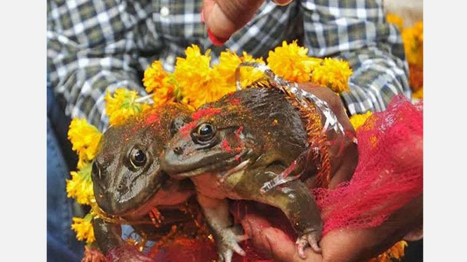 A marriage ceremony for toads to bring in rain in Sitalkuchi, India ...