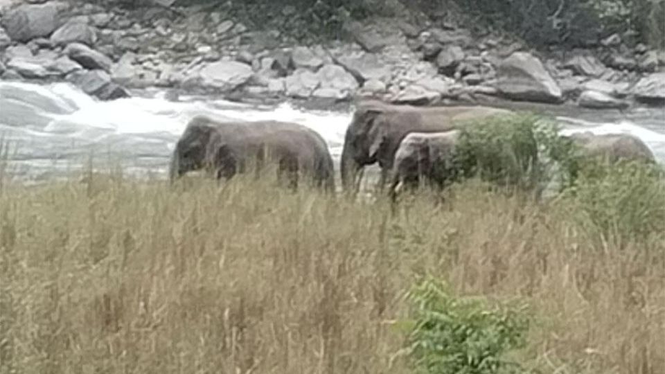 Elephant herd roams Bhutanese village, alarming residents - Asia News ...