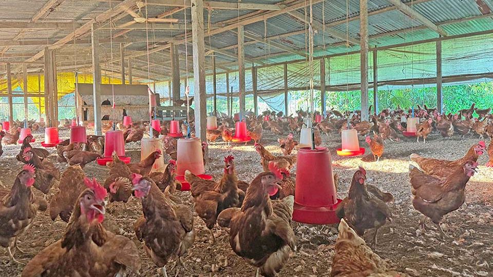Intense heat hits hard layer poultry farms in Bhutan - Asia News ...