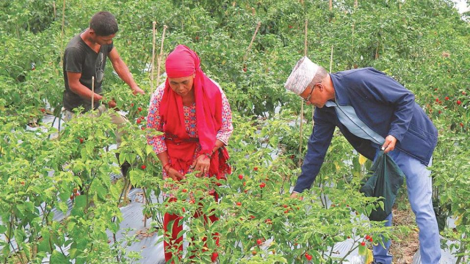 How round chilli has changed farmers’ lives in Palpa - Asia News ...